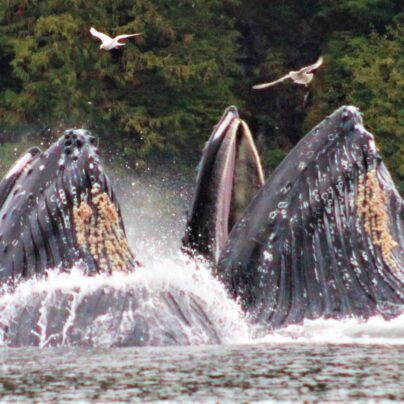 Anderson Lodge Alaska | Thorne Bay Fishing Charters, Hunting, and ...